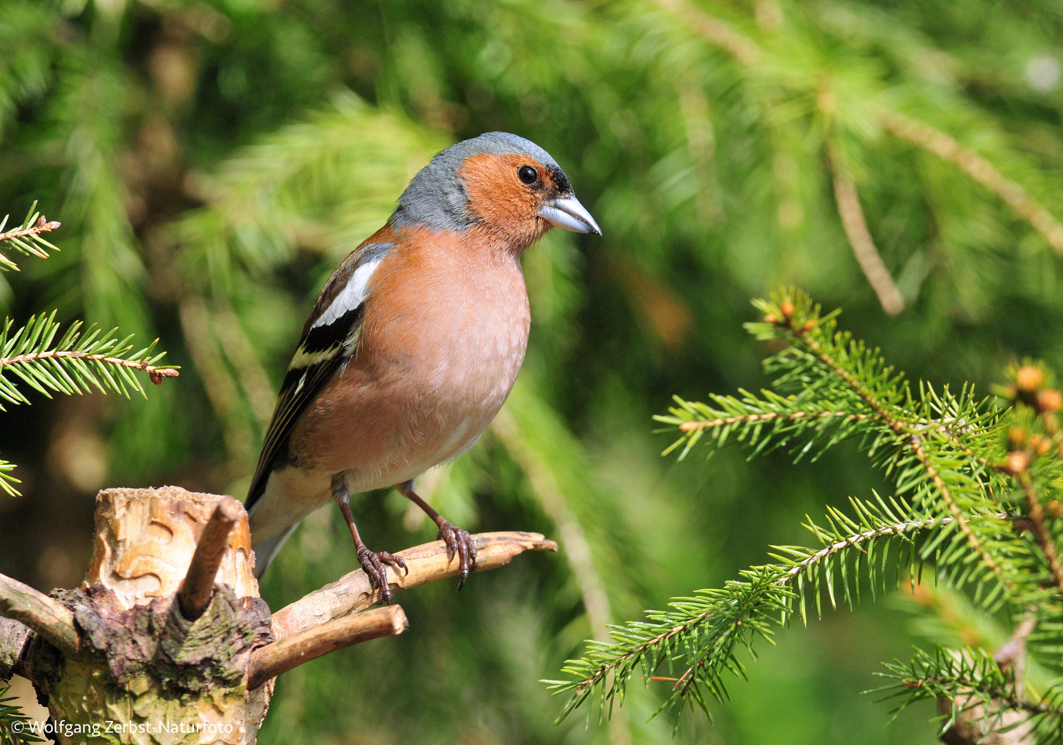 Buchfink --- ( Fringilla coelebs ) Foto & Bild | fotos, world, nacht ...