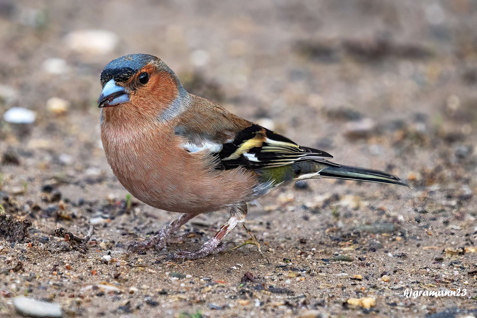 Buchfink (Fringilla coelebs) ... Foto & Bild | dokumentation, natur ...