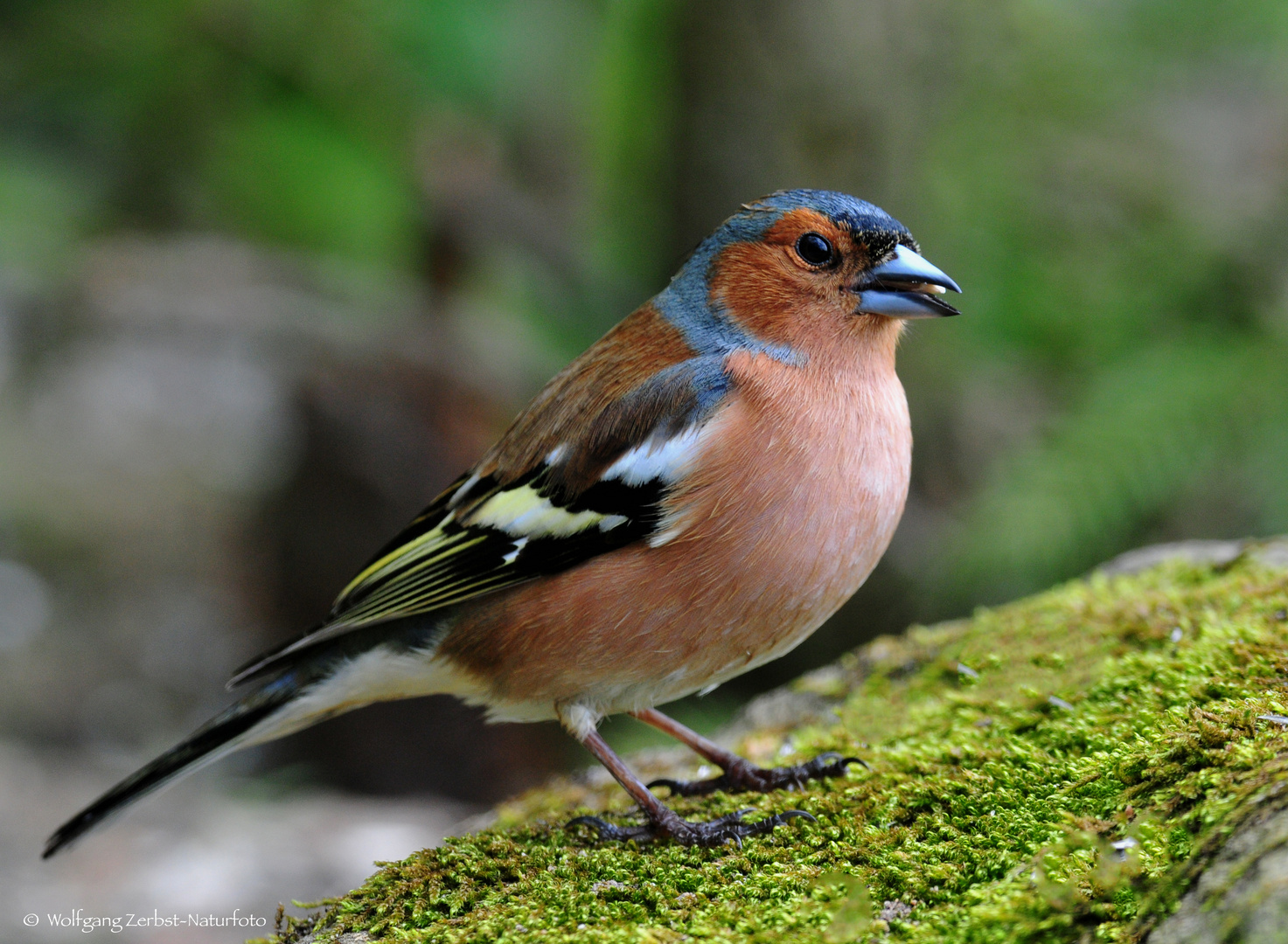 - BUCHFINK - ( Fringilla montifrigilla ) Foto & Bild | fotos, world ...