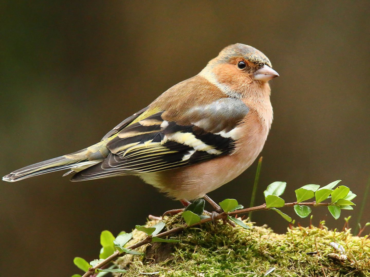 Buchfink (m) Foto & Bild | tiere, wildlife, natur Bilder auf fotocommunity
