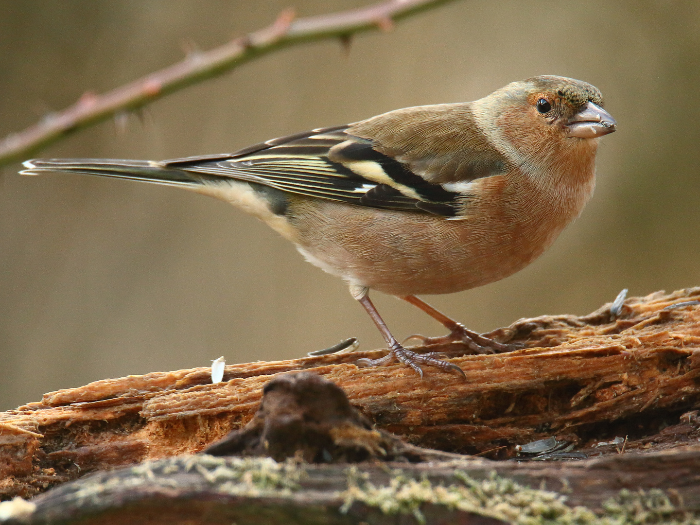 Buchfink (m) Foto & Bild | natur, tiere, vögel Bilder auf fotocommunity