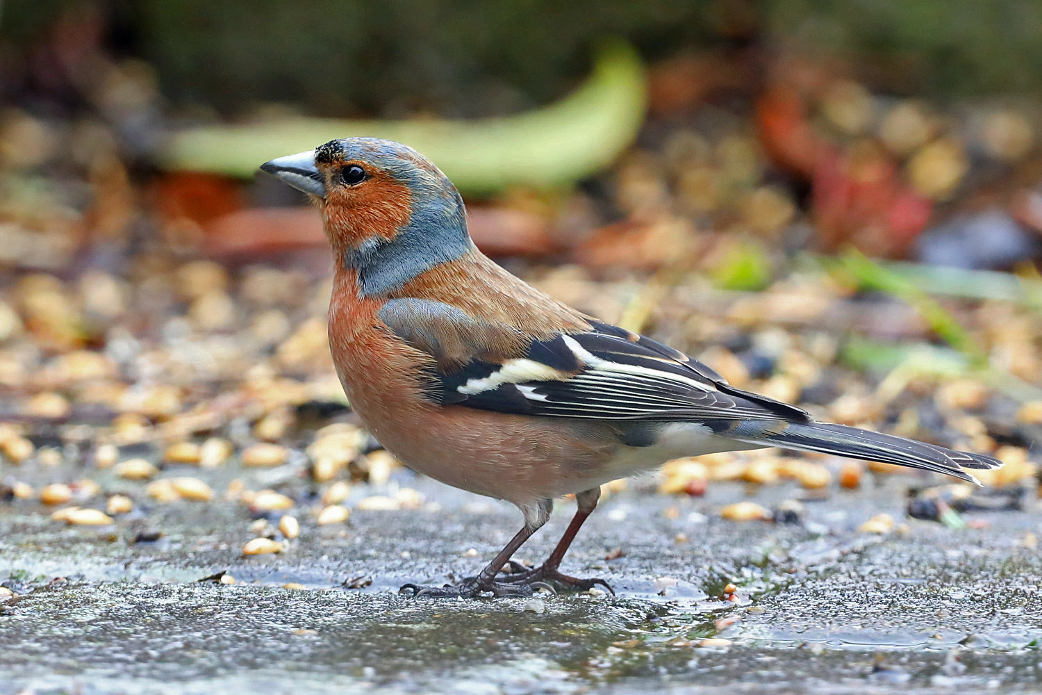 Buchfink [Männchen] Foto & Bild | vögel, fotos, natur Bilder auf ...