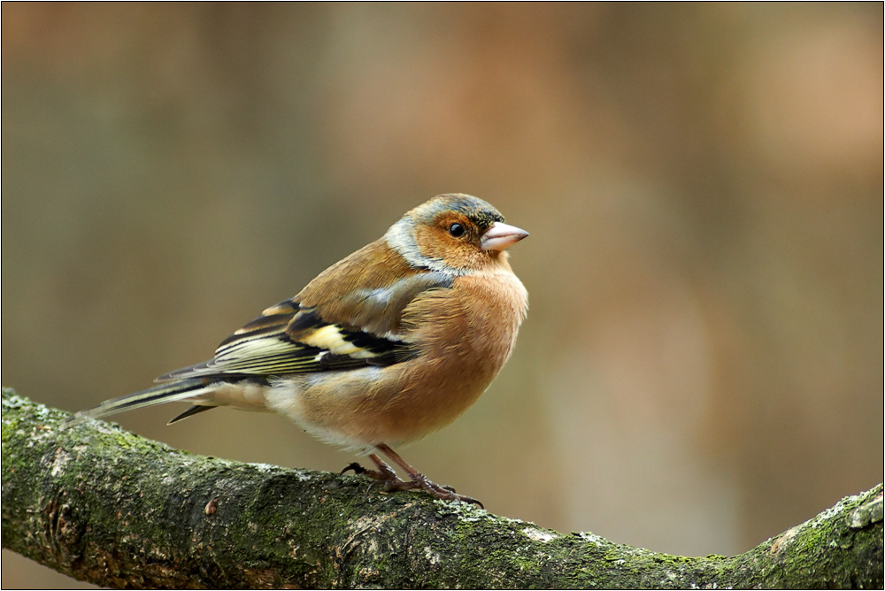 Buchfink-Männchen Foto & Bild | tiere, wildlife, wild lebende vögel ...