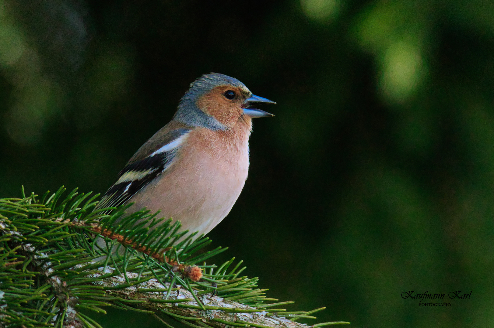 Buchfink Männchen Foto & Bild | tiere, wildlife, natur Bilder auf ...