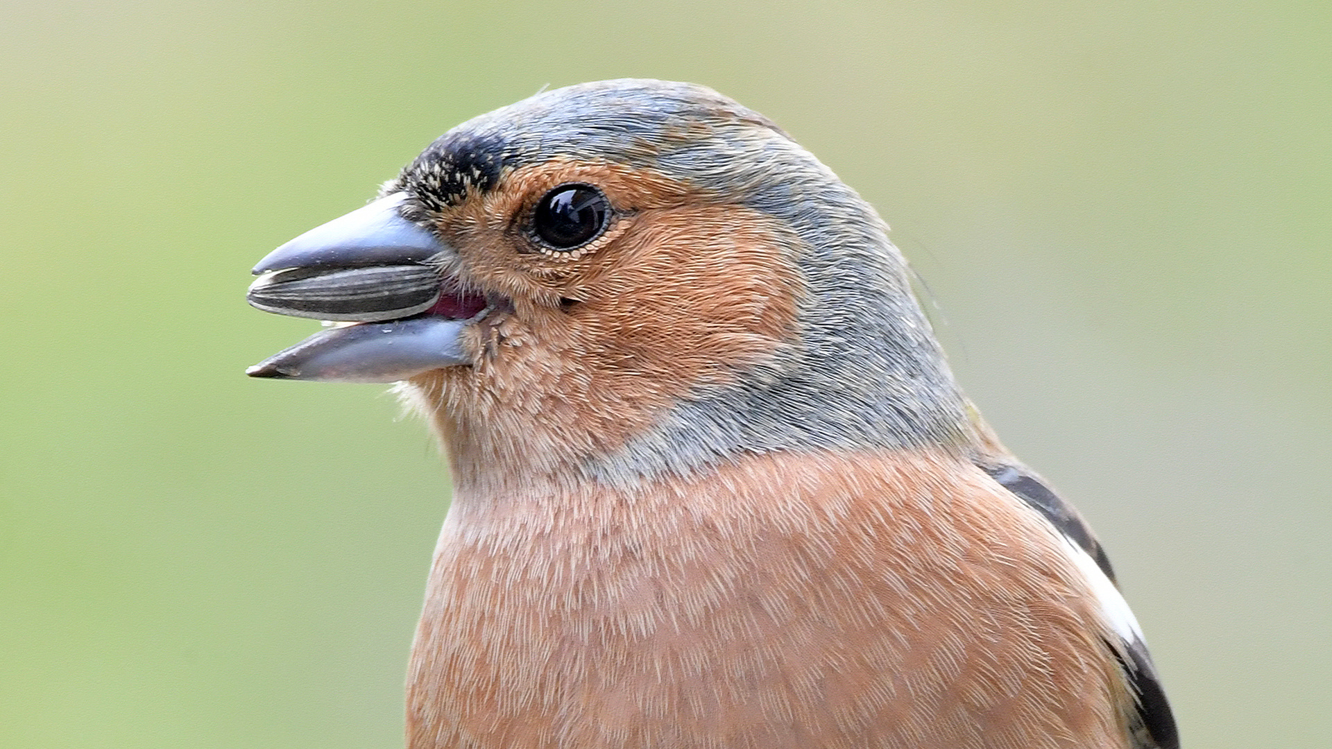 Buchfink Portrait Foto & Bild | natur, portrait, vogel Bilder auf ...