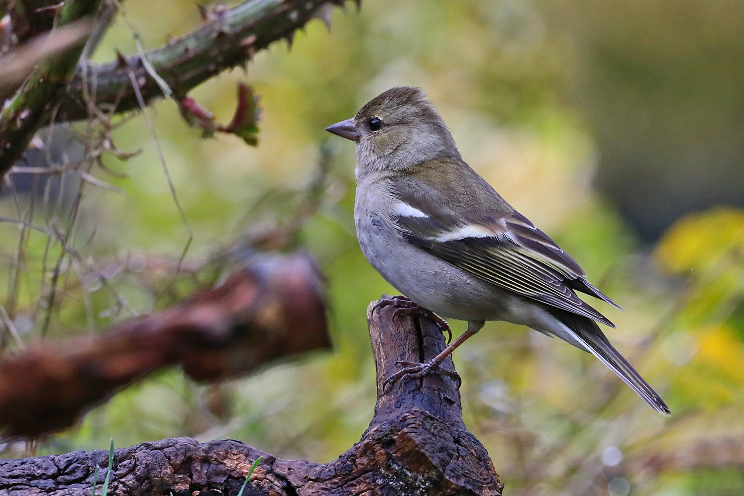 Buchfink [Weibchen] Foto & Bild | vögel, fotos, natur Bilder auf ...