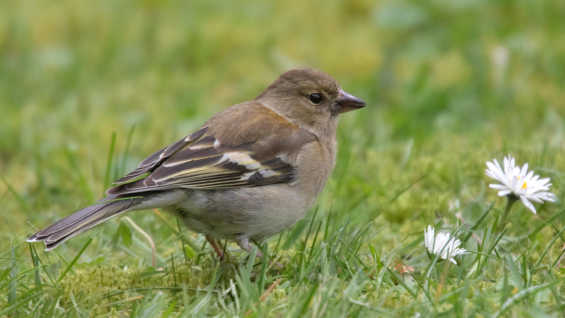 Buchfink Weibchen Foto & Bild | tiere, wildlife, wild lebende vögel ...