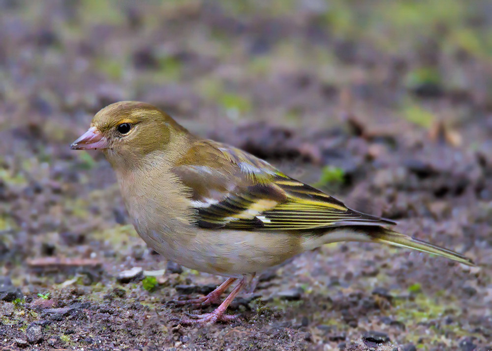 Buchfink-Weibchen Foto & Bild | tiere, wildlife, wild lebende vögel ...