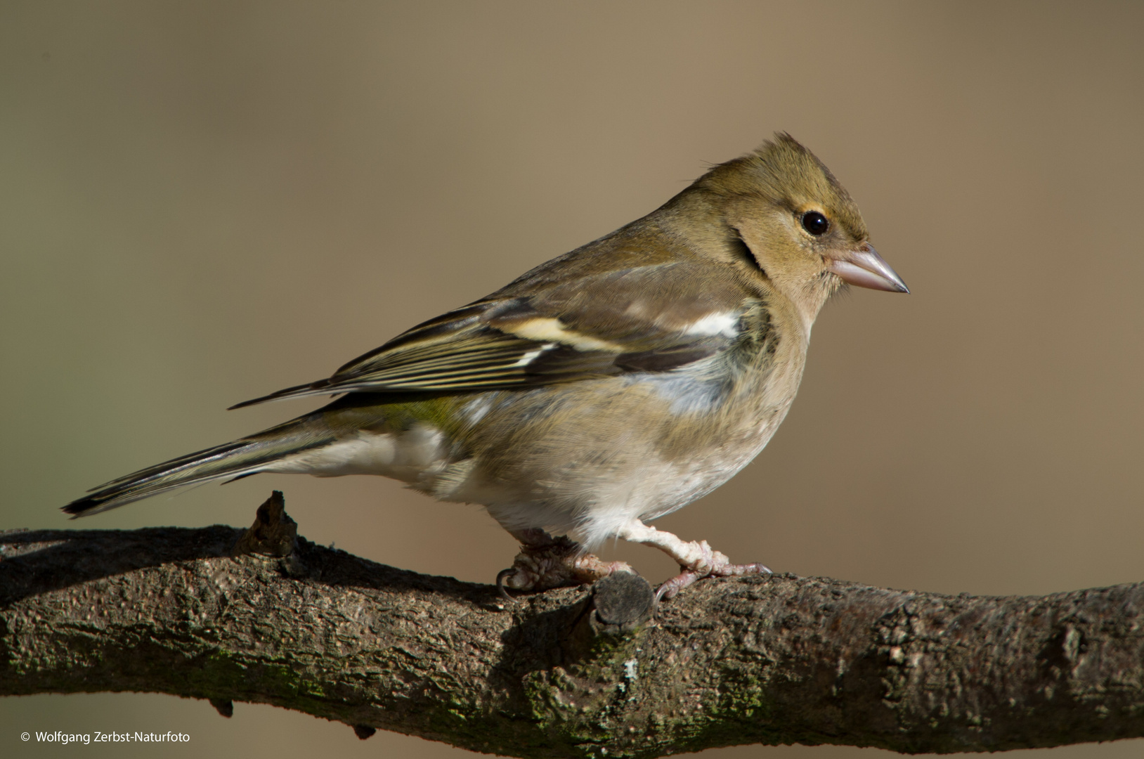 Buchfink, weiblich --- ( Fringilla coelebs ) Foto & Bild | fotos, world ...