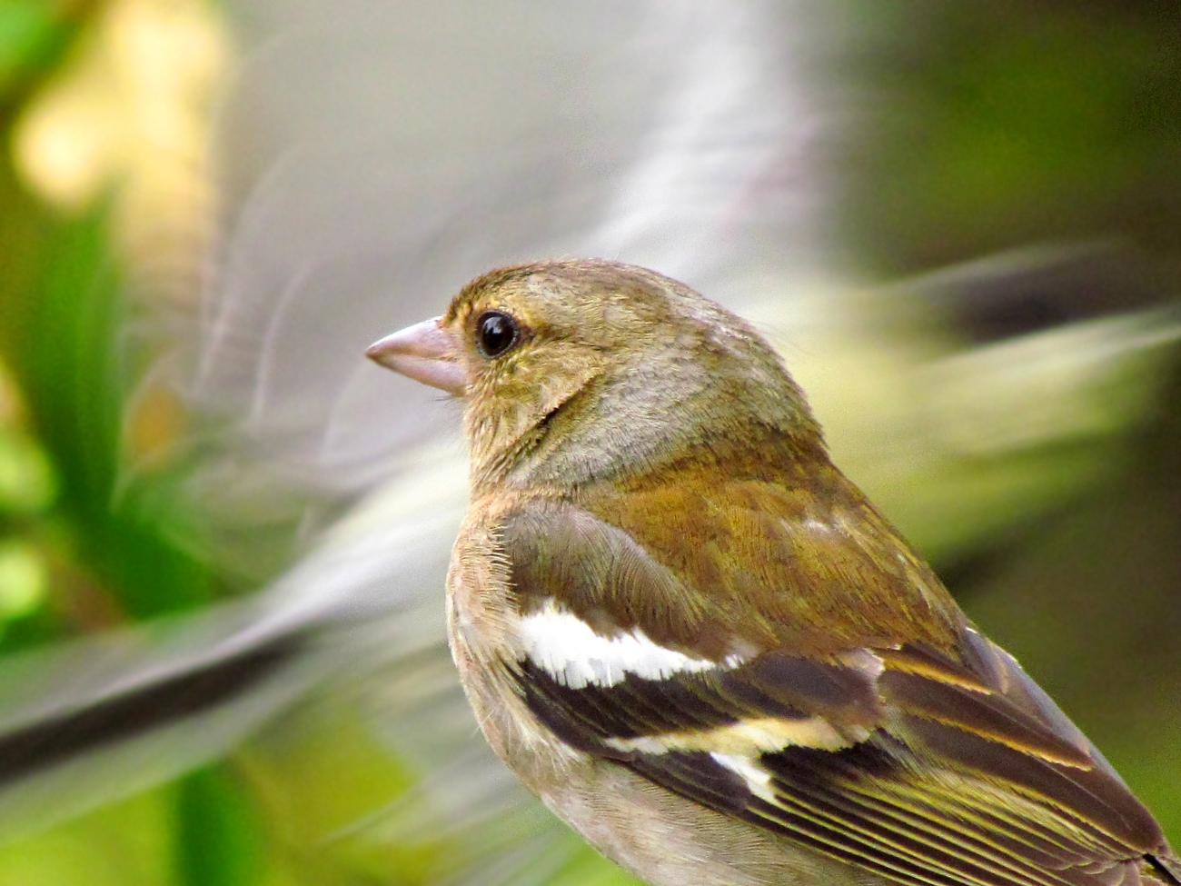 Buchfink (weiblich) mit Vogel fliegend im Hintergrund Foto & Bild ...