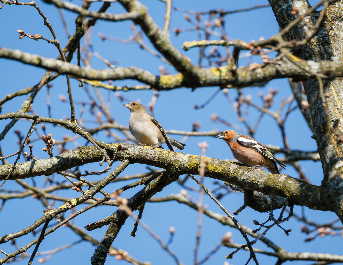 Buchfinken 2 Foto & Bild | tiere, wildlife, wild lebende vögel Bilder ...