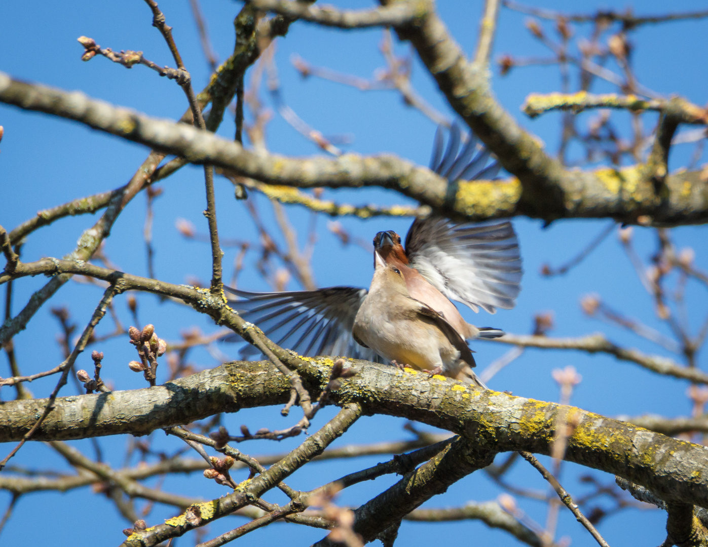 Buchfinken 3 Foto & Bild | tiere, wildlife, wild lebende vögel Bilder ...