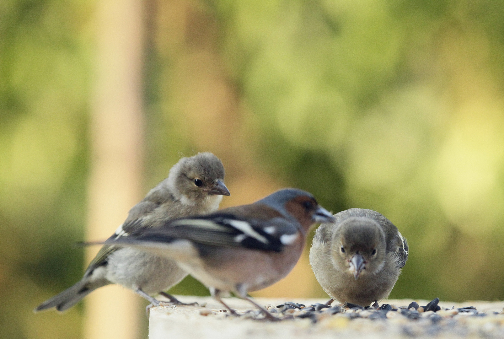 Buchfinken Foto & Bild | tiere, tierkinder, fotos Bilder auf fotocommunity