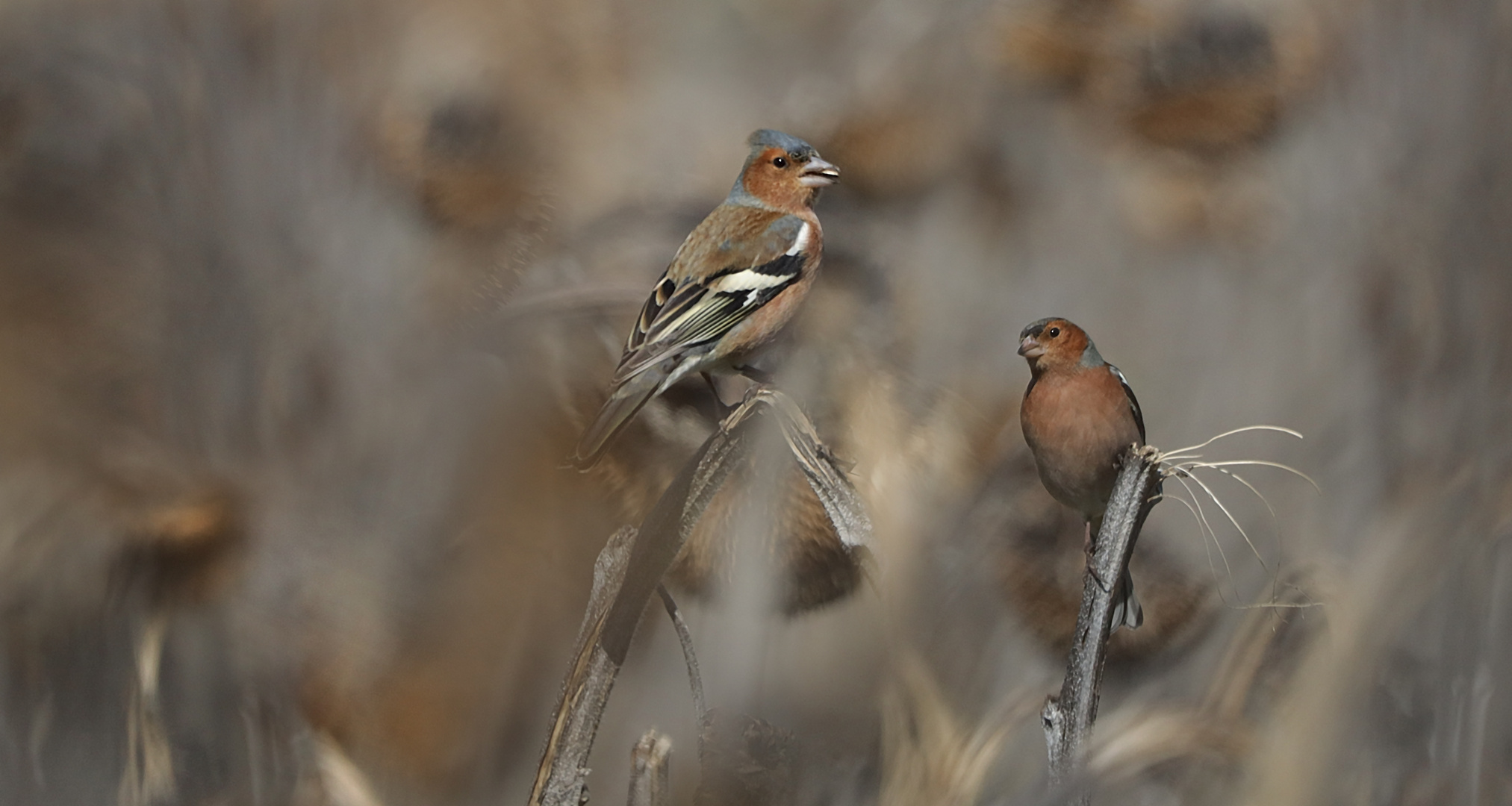 Buchfinken Foto & Bild | tiere, wildlife, natur Bilder auf fotocommunity