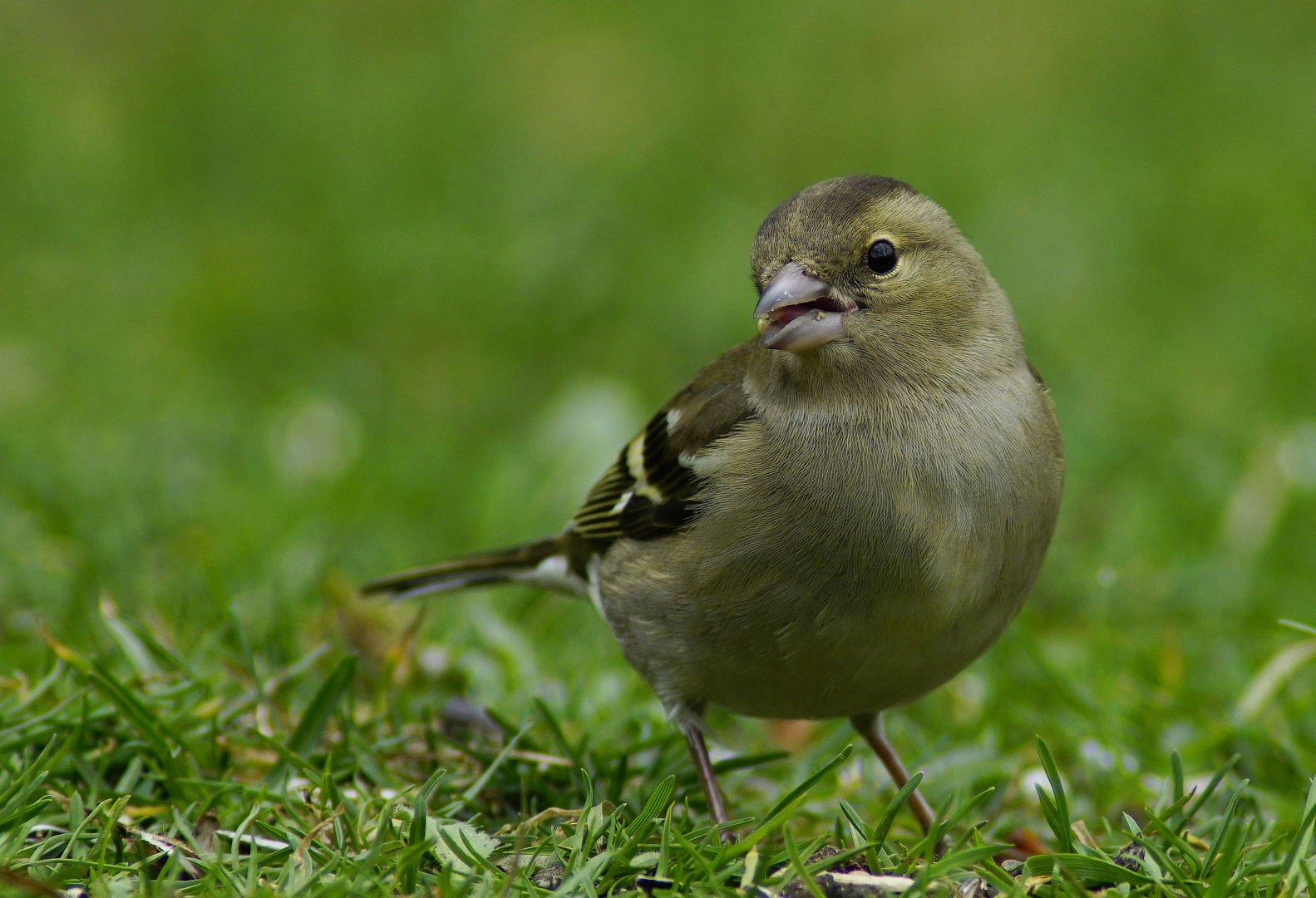 Buchfinken Dame. Foto & Bild | tiere, wildlife, wild lebende vögel ...