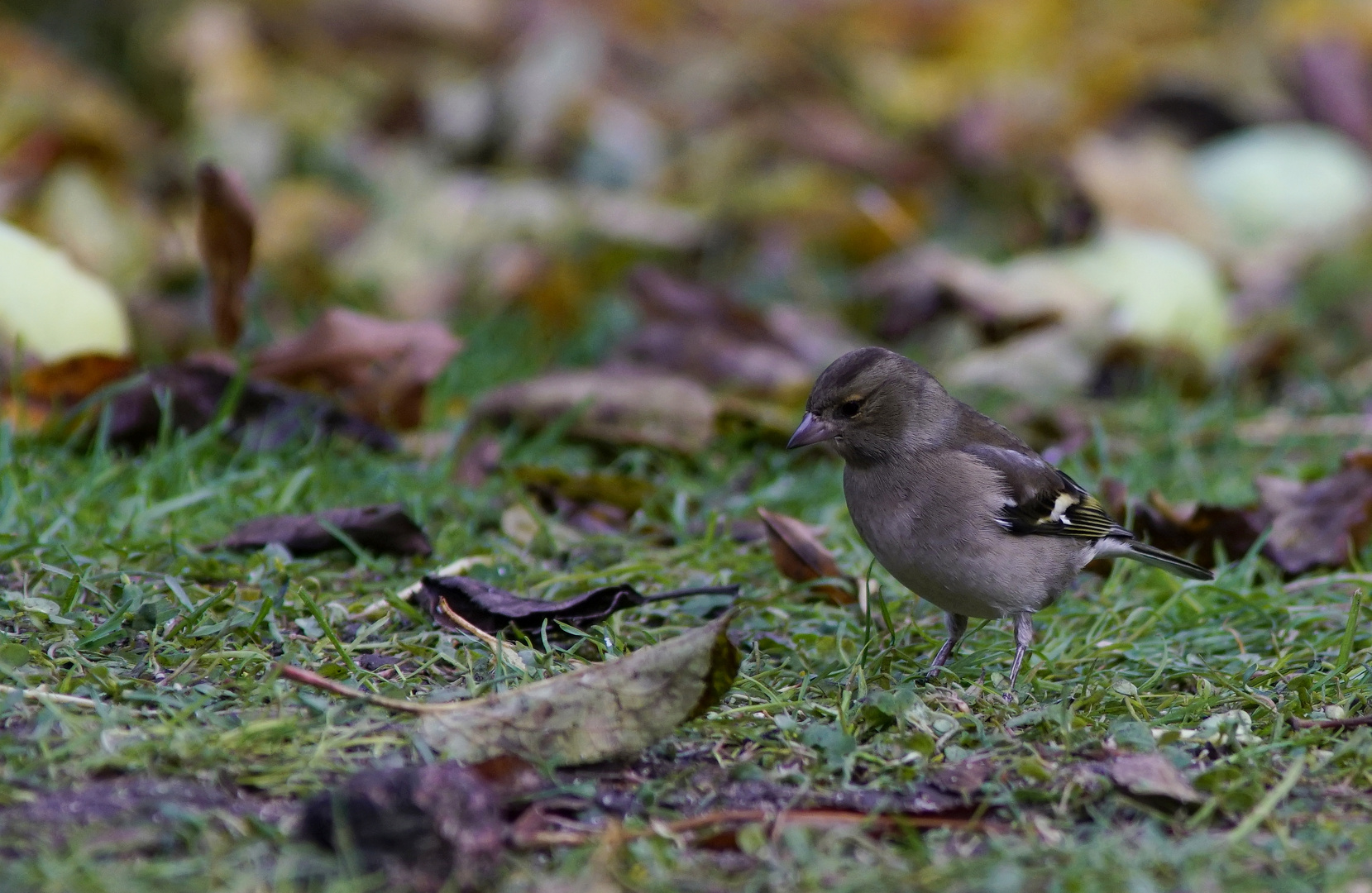 Buchfinken Dame. Foto & Bild | tiere, wildlife, wild lebende vögel ...