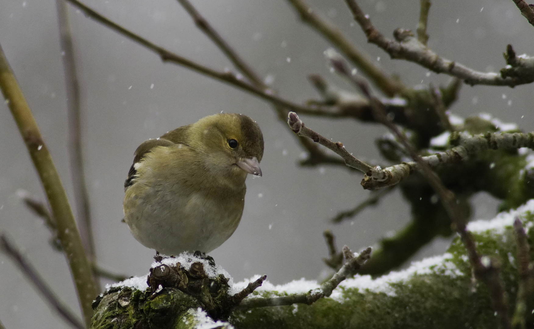 Buchfinken Dame. Foto & Bild | tiere, wildlife, wild lebende vögel ...