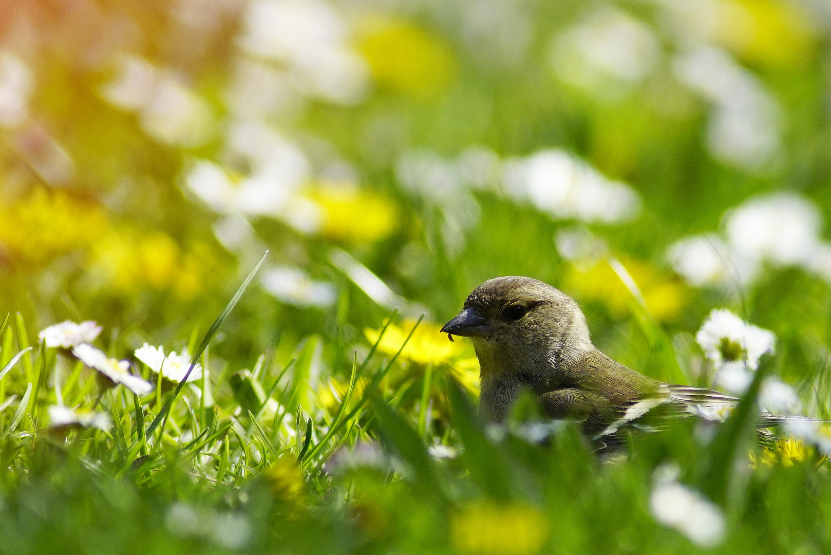 Buchfinken Dame. Foto & Bild | tiere, wildlife, wild lebende vögel ...