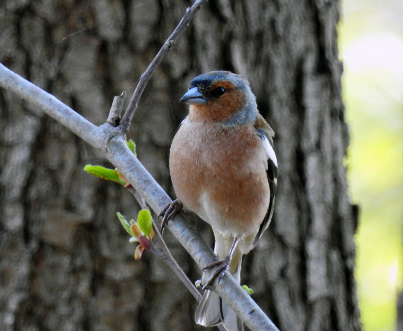 Buchfinken Männchen Foto & Bild | tiere, wildlife, wild lebende vögel ...