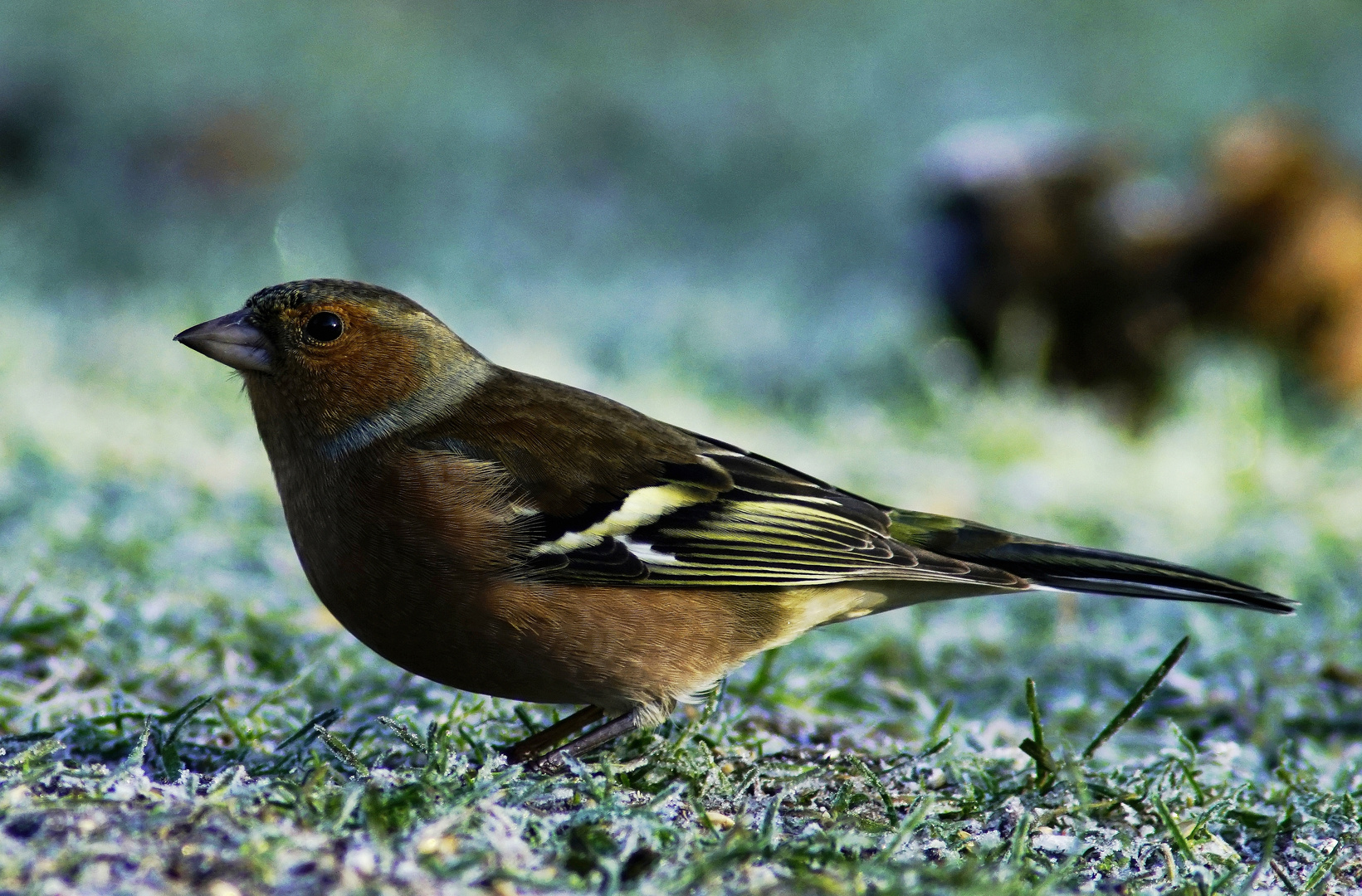 Buchfinken Männchen. Foto & Bild | tiere, wildlife, wild lebende vögel ...