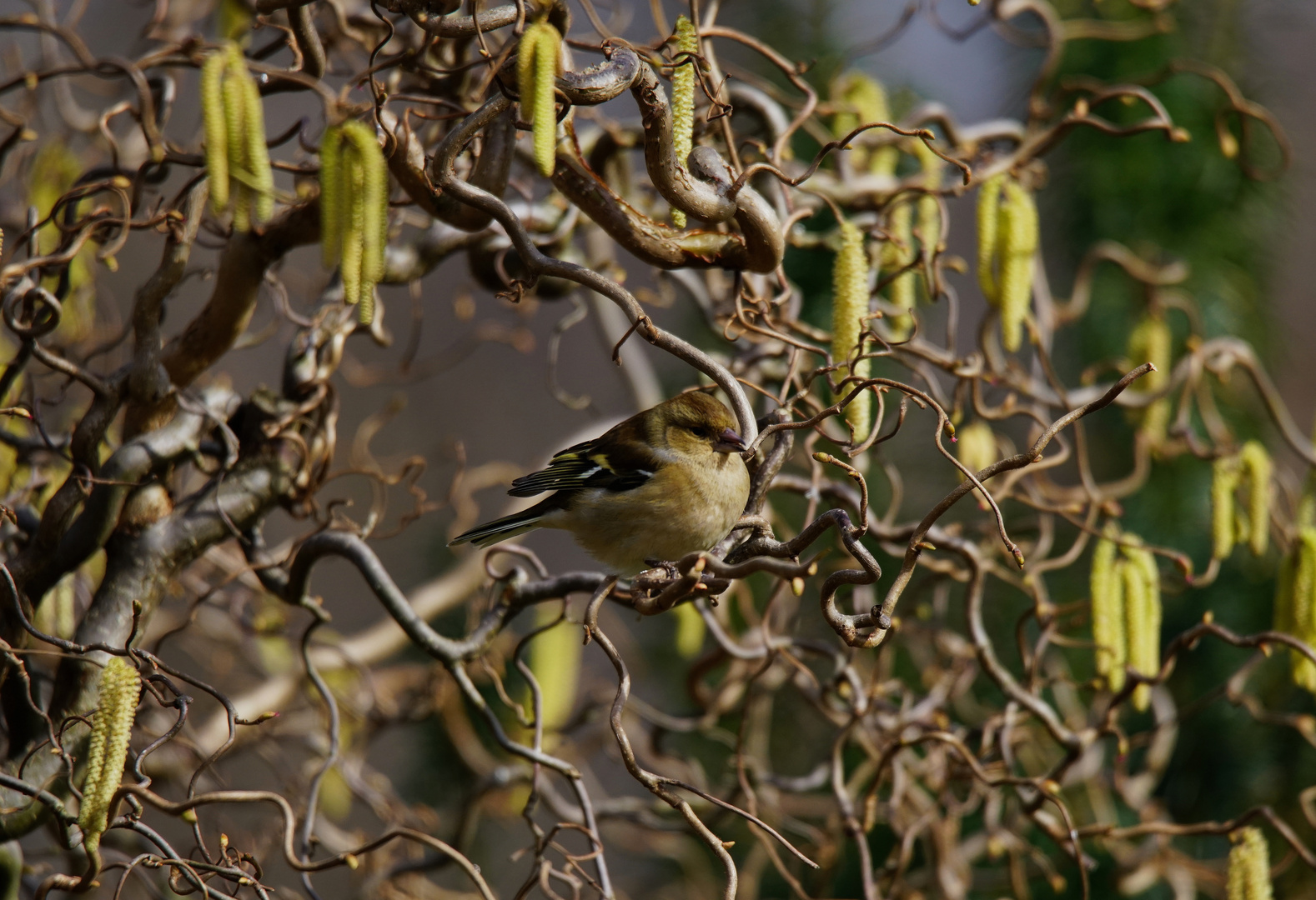 Buchfinken Weibchen. Foto & Bild | tiere, wildlife, wild lebende vögel ...