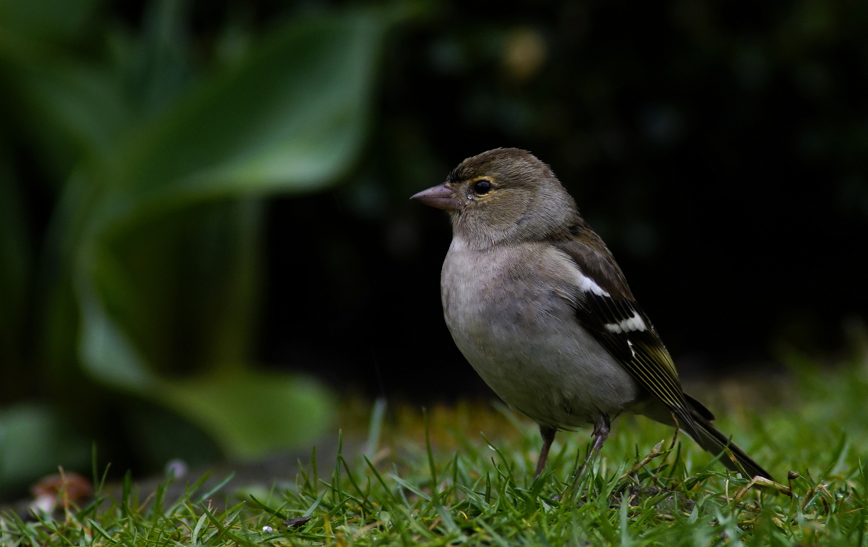 Buchfinken Weibchen. Foto & Bild | tiere, wildlife, wild lebende vögel ...