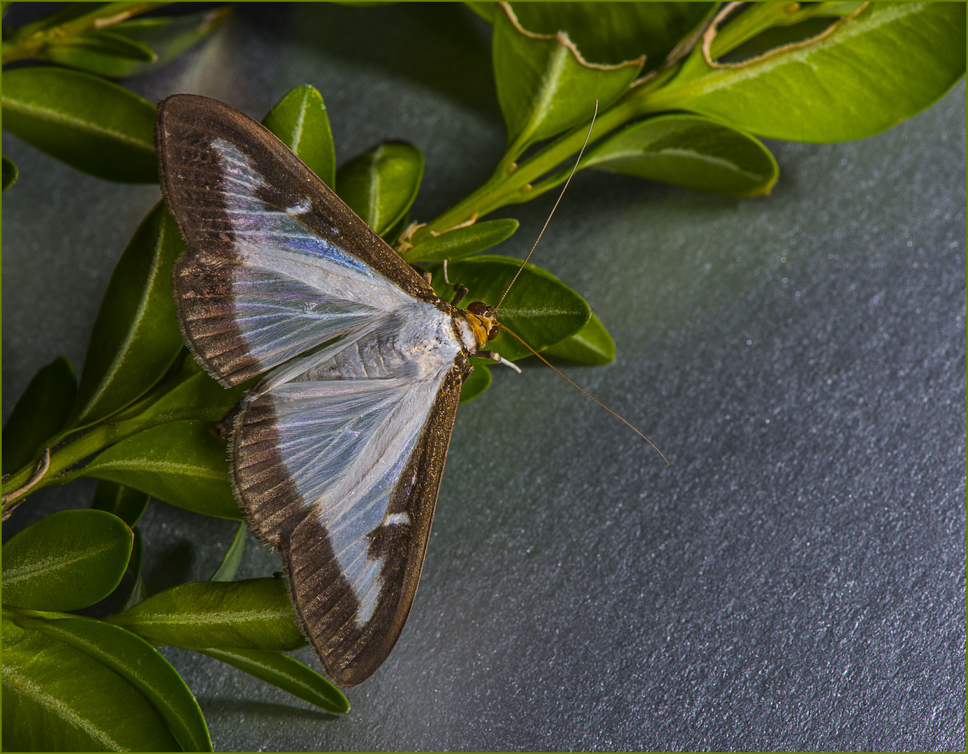 Buchsbaumzünsler Foto & Bild | makro, tiere, gartenpflanzen Bilder auf ...