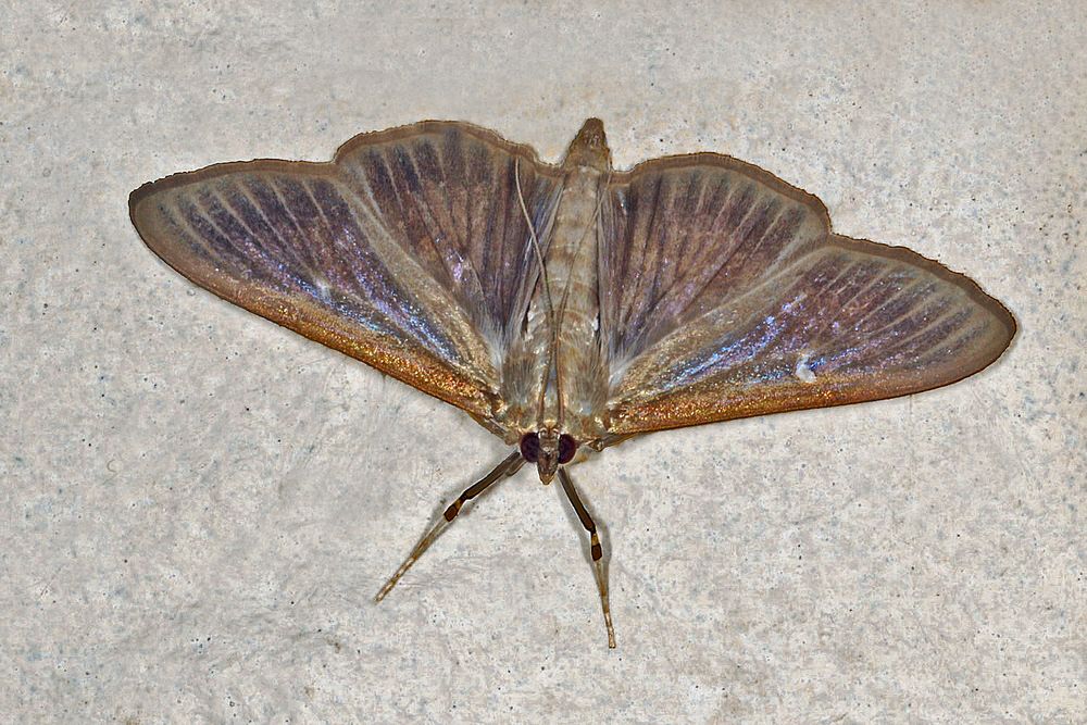 Buchsbaumzünsler Foto & Bild | fotos, makro, natur Bilder auf fotocommunity