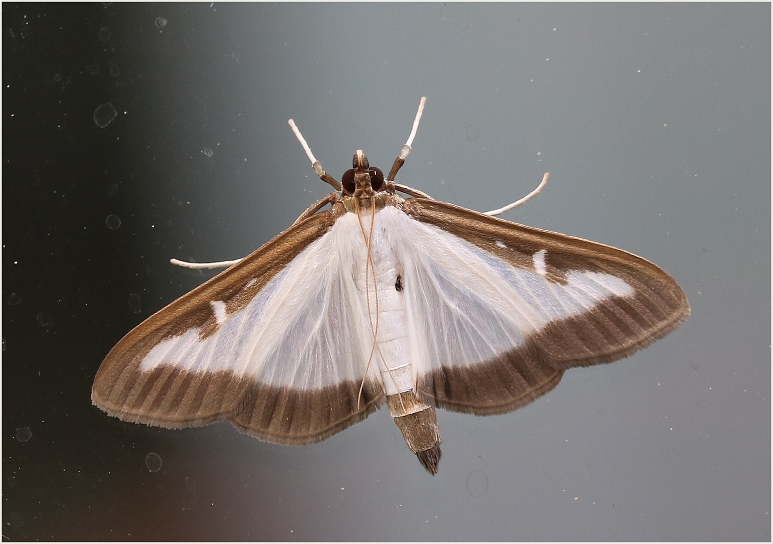 Buchsbaumzünsler (Cydalima perspectalis). Foto & Bild | fotos, makro ...