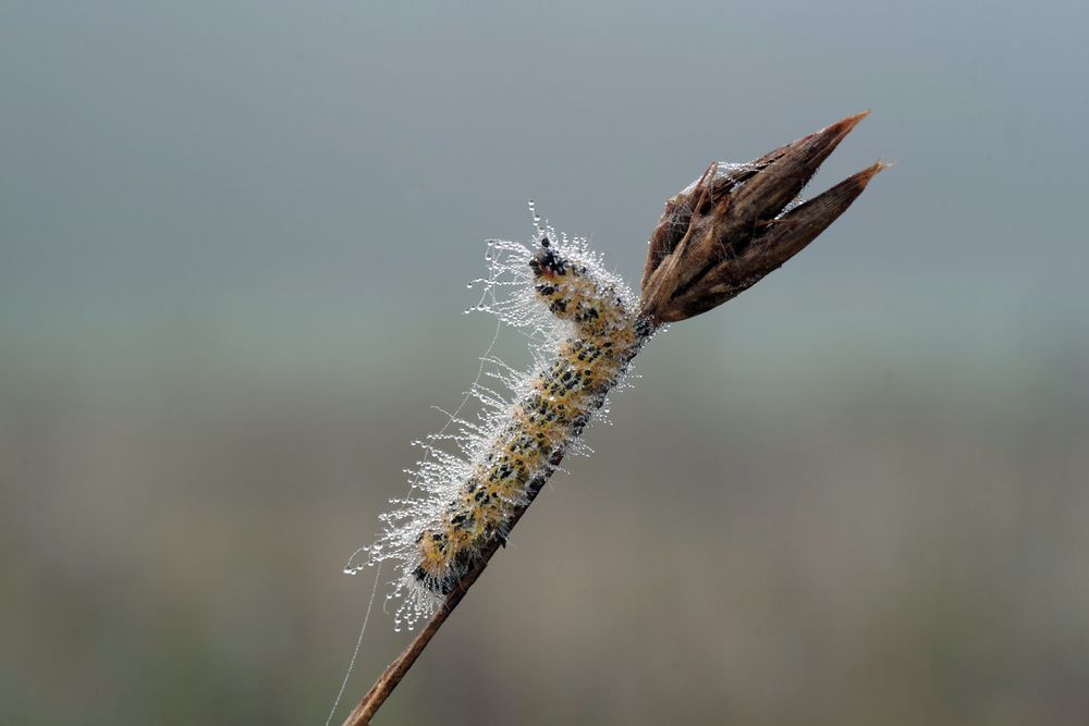 Buchsbaumzünsler Foto & Bild | natur Bilder auf fotocommunity