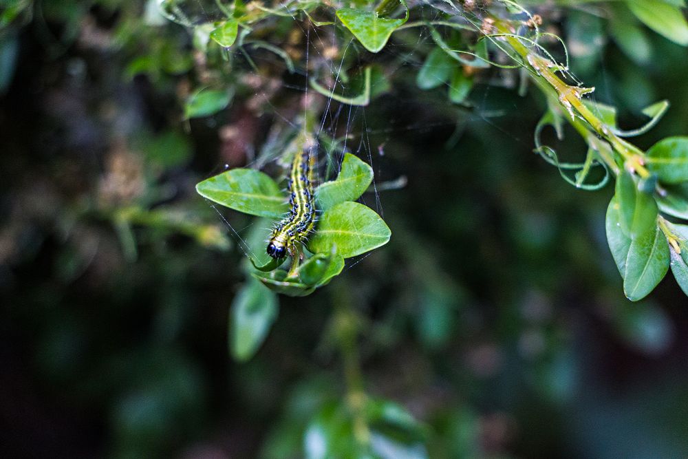Buchsbaumzünsler Foto & Bild | natur, landschaft, pflanzen Bilder auf ...