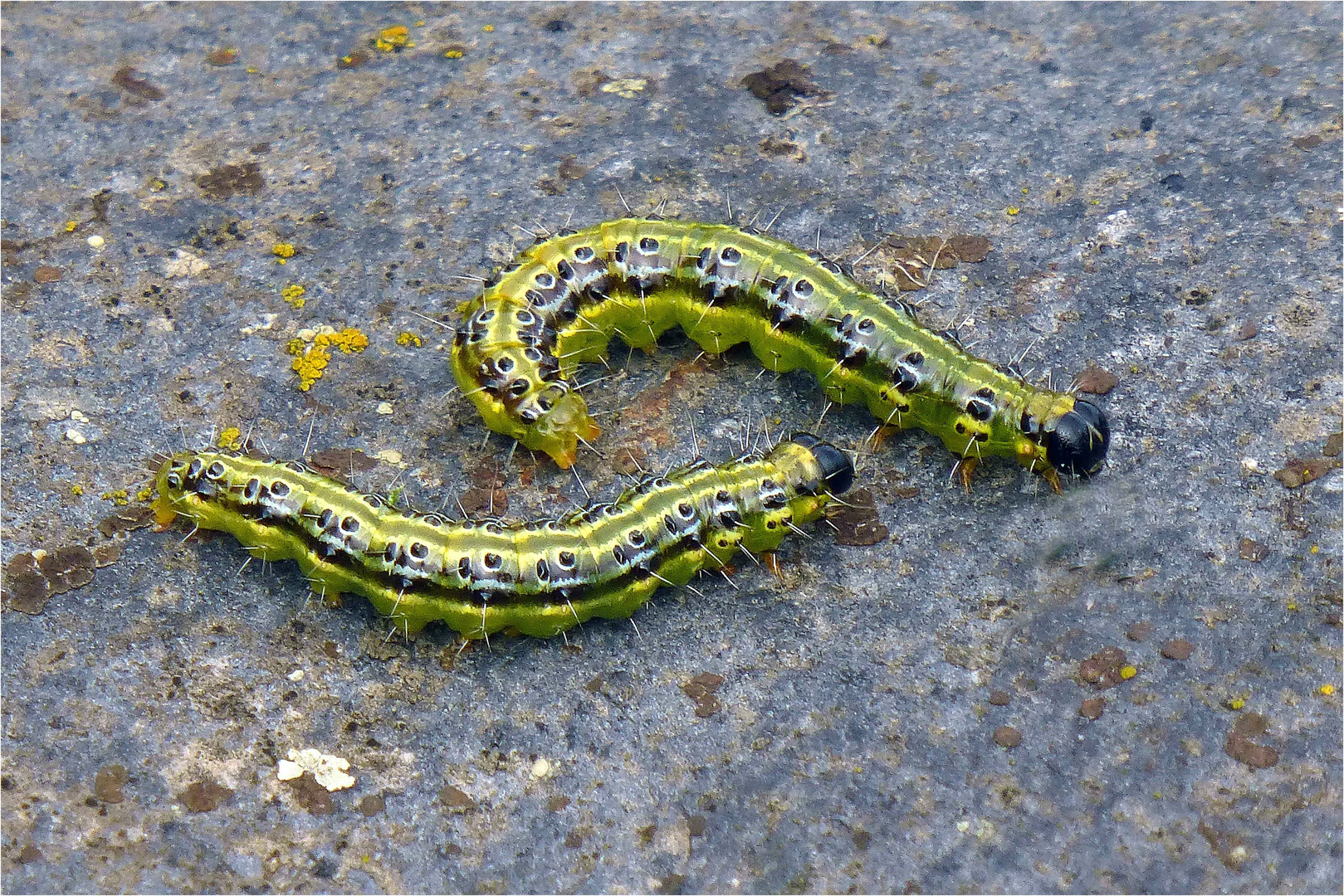 Buchsbaumzünsler Raupe Foto & Bild | natur Bilder auf fotocommunity