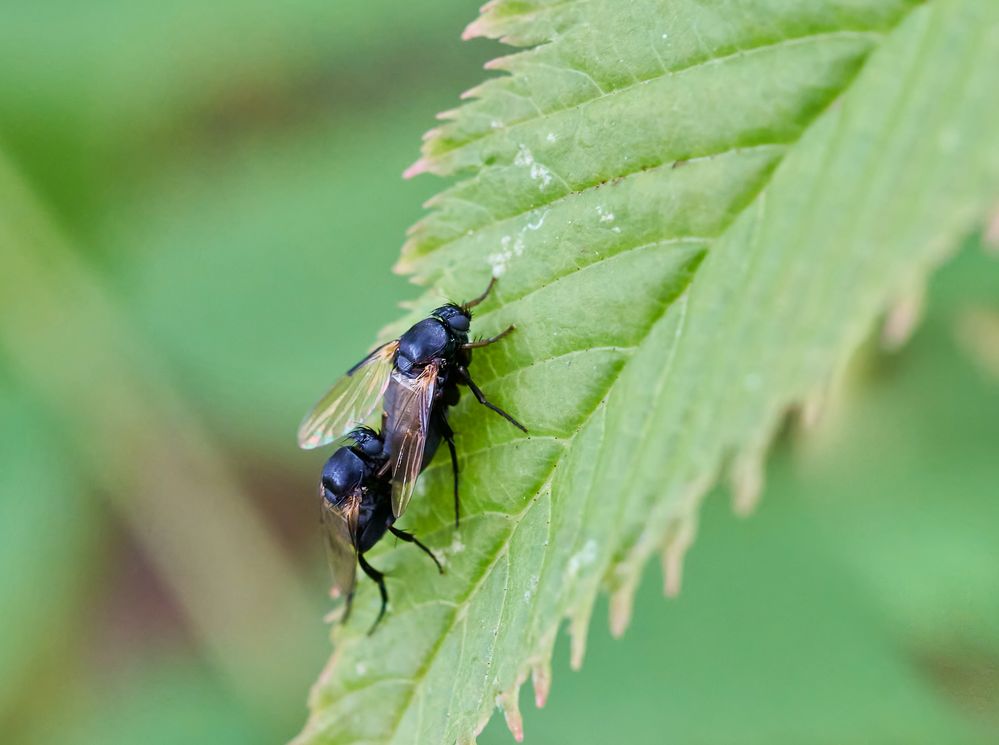 Buckelfliegen (Phoridae sp.) Foto & Bild | natur, fliegen, insekten Bilder auf fotocommunity