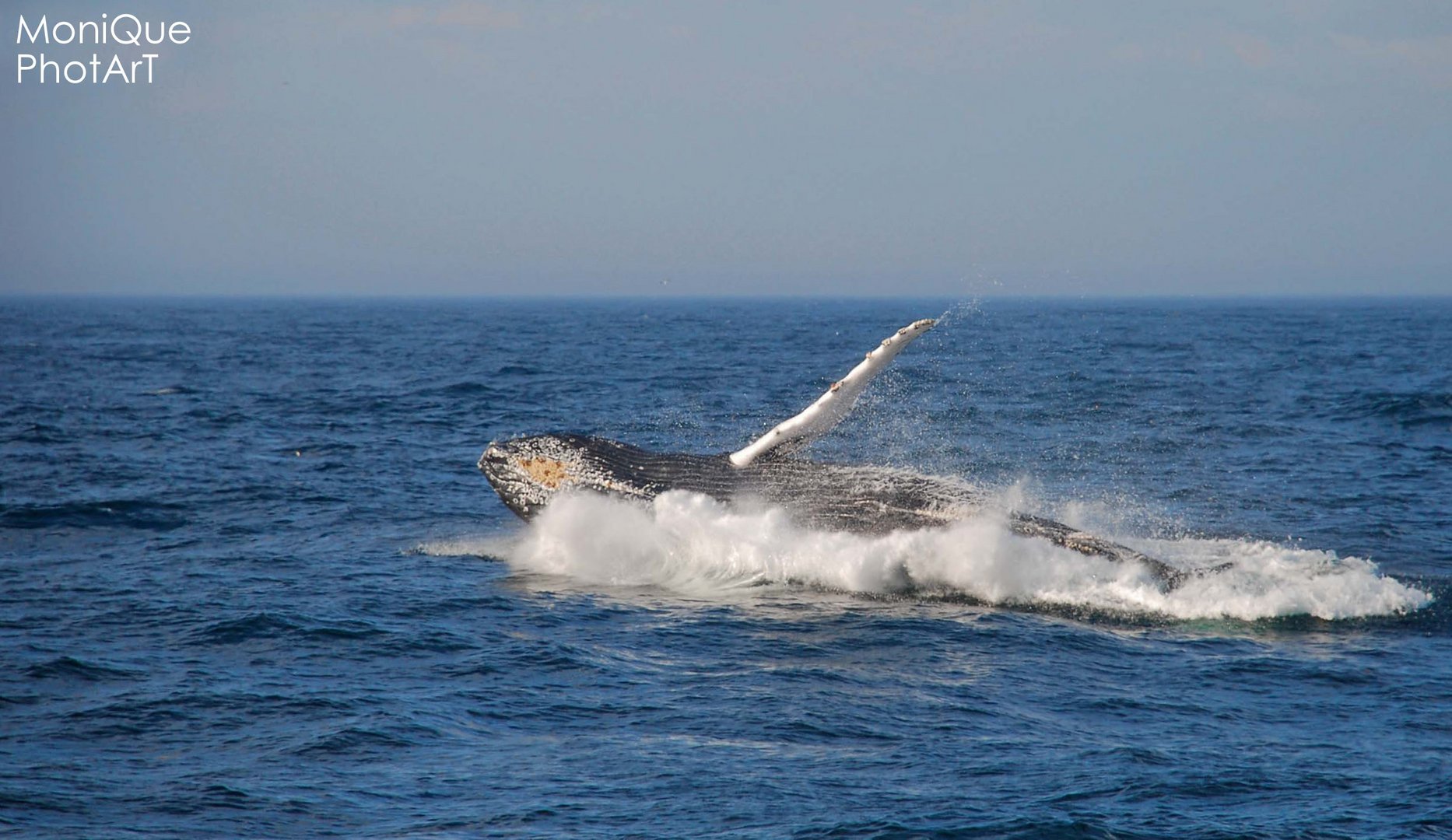 Buckelwal Foto & Bild | tiere, wildlife, säugetiere Bilder auf ...