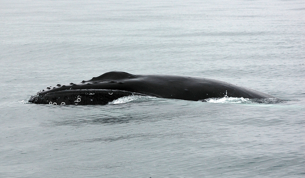 Buckelwal 1 Foto & Bild | tiere, wildlife, säugetiere Bilder auf ...