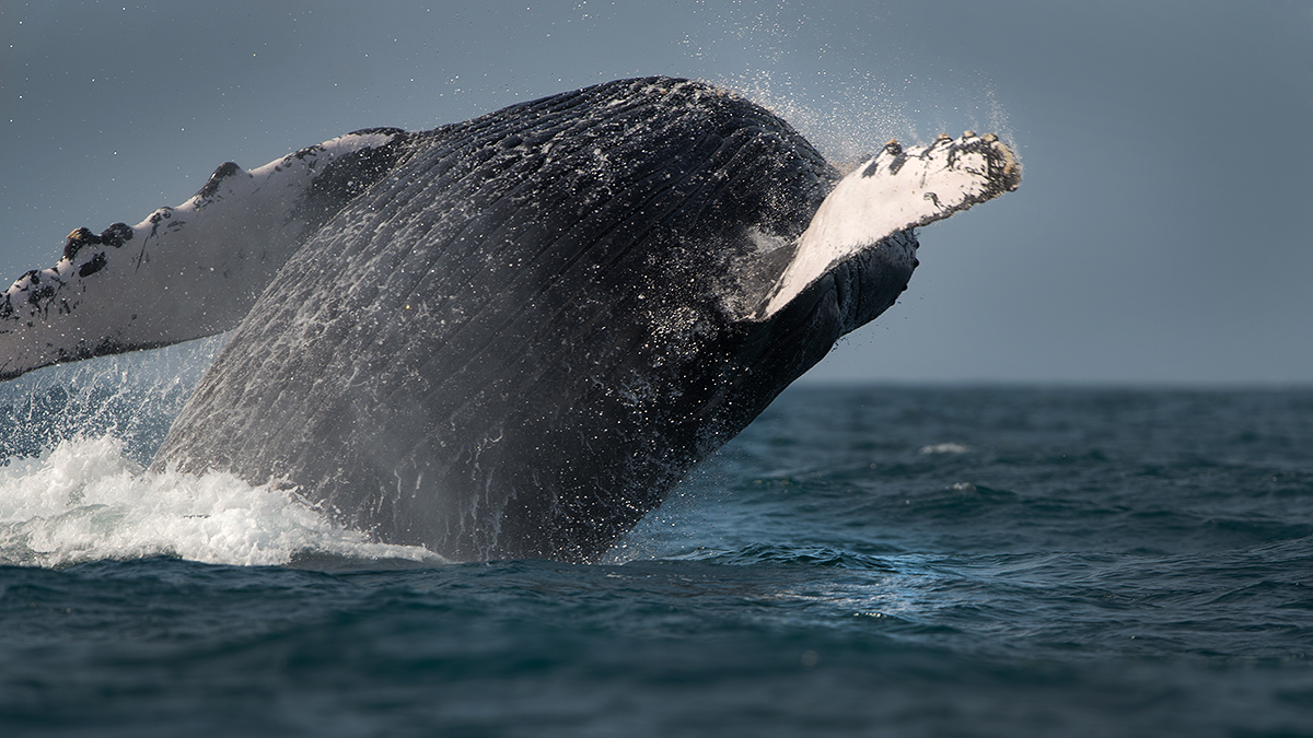 Buckelwal 2 Foto & Bild | tiere, wildlife, säugetiere Bilder auf ...