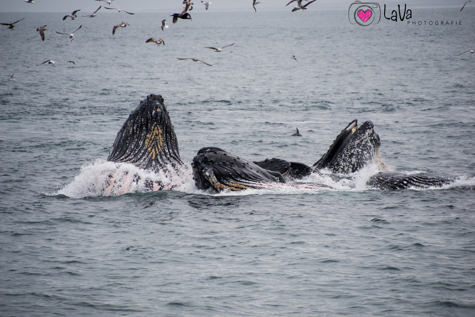 Buckelwal Foto & Bild | usa, world, reisen Bilder auf fotocommunity