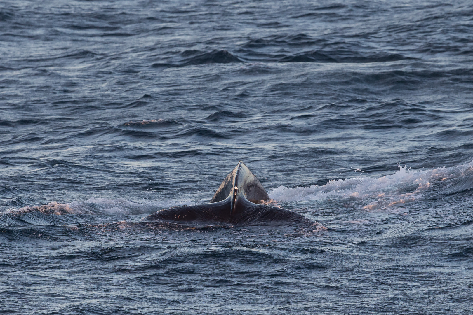 Buckelwal Foto & Bild | tiere, wildlife, säugetiere Bilder auf ...