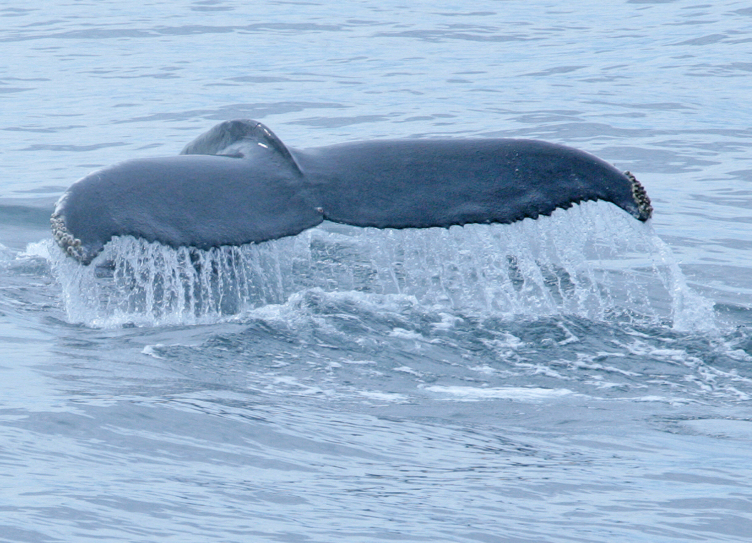 Buckelwal Foto & Bild | tiere, wildlife, natur Bilder auf fotocommunity