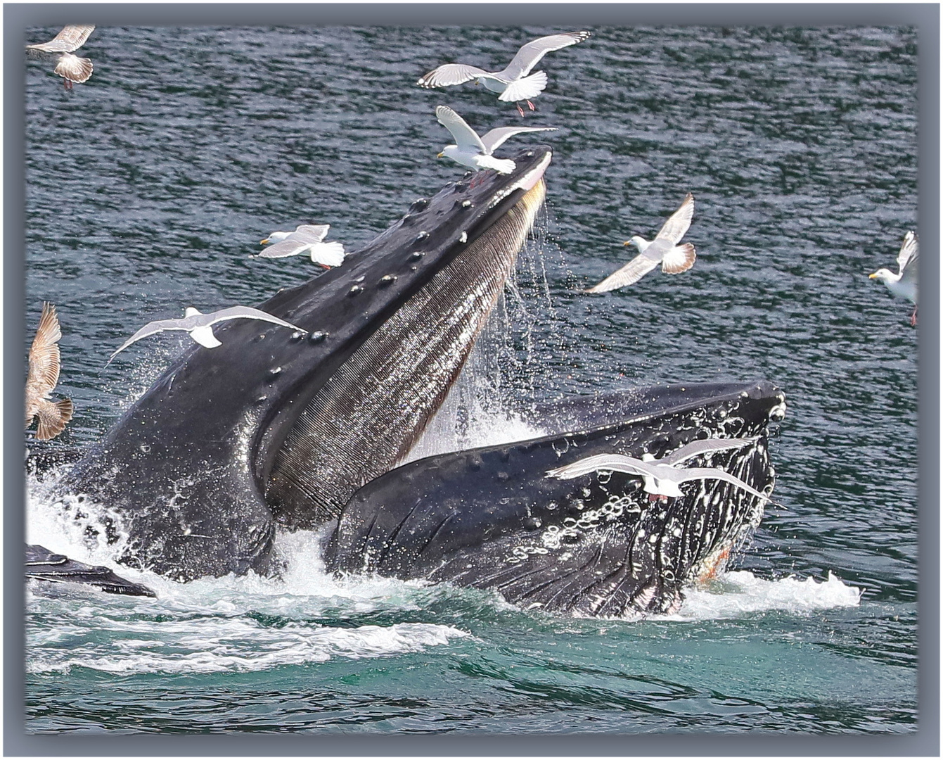 Buckelwal Foto & Bild | north america, united states, tiere Bilder auf ...