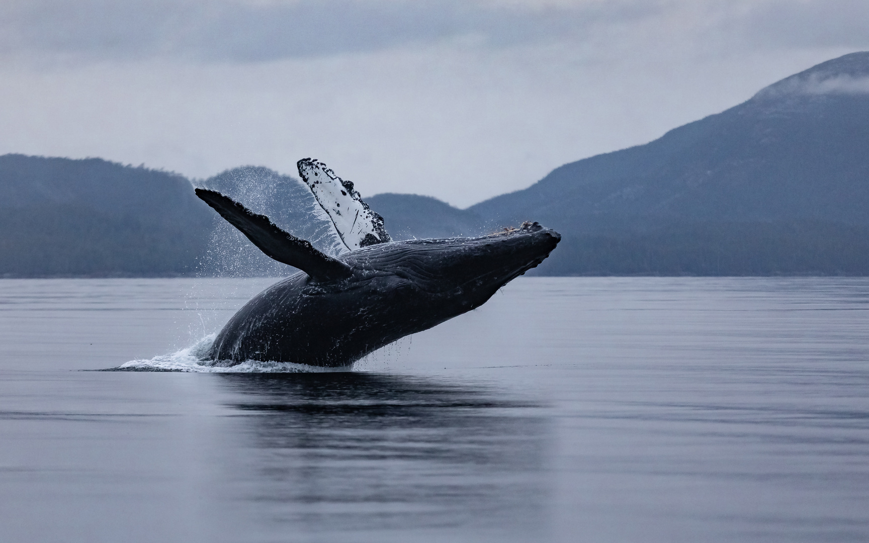 Buckelwal-7369 Foto & Bild | tiere, wildlife, säugetiere Bilder auf ...