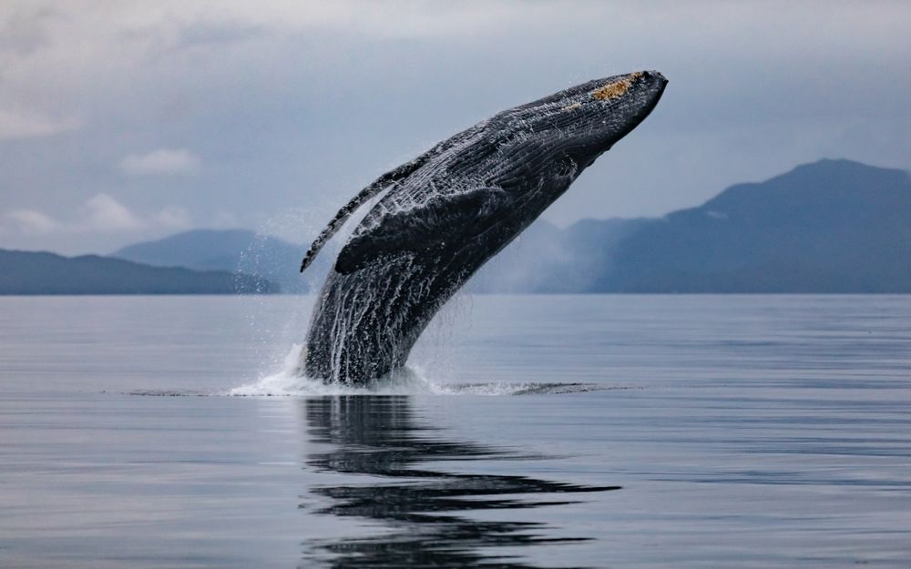 Buckelwal-7394 Foto & Bild | tiere, wildlife, säugetiere Bilder auf ...
