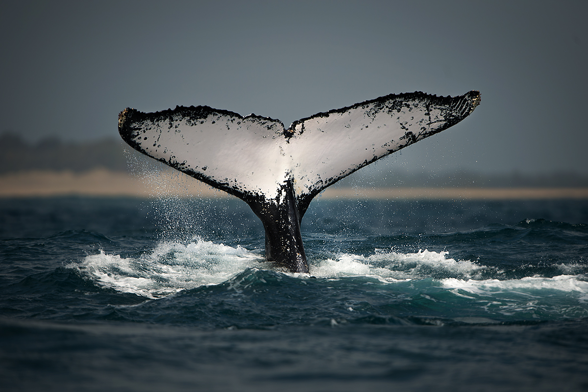 Buckelwal Foto & Bild | tiere, wildlife, säugetiere Bilder auf ...