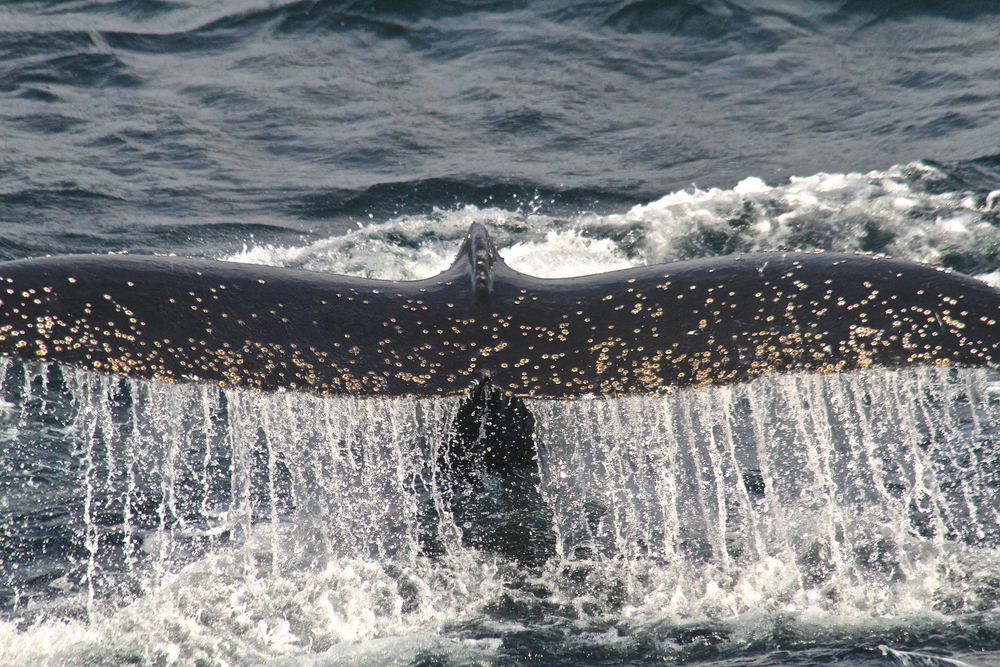 Buckelwal Foto & Bild | tiere, wildlife, antarctica Bilder auf ...