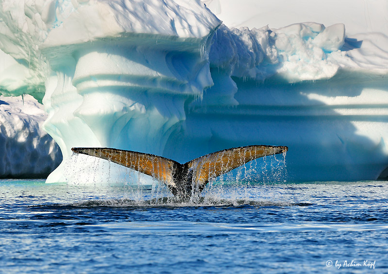 Buckelwal Foto & Bild | antarctica, poles, world Bilder auf fotocommunity