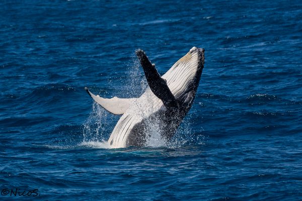 Nico.S. - Fotos & Bilder - Fotograf aus Sydney, Australien | fotocommunity