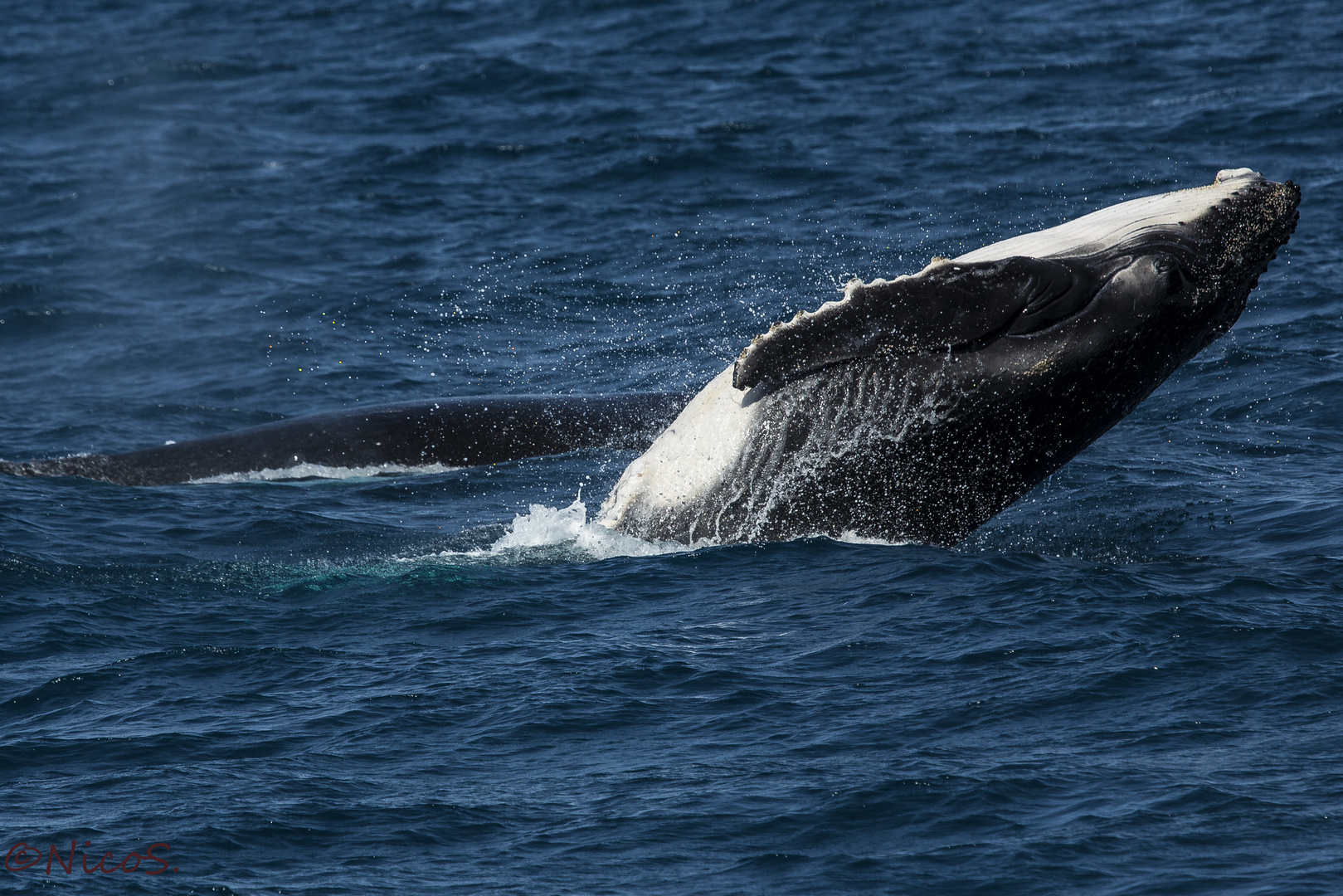 Buckelwal Baby Foto & Bild | tiere, wildlife, säugetiere Bilder auf ...