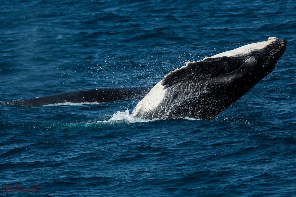 Buckelwal Baby Foto & Bild | tiere, wildlife, säugetiere Bilder auf ...