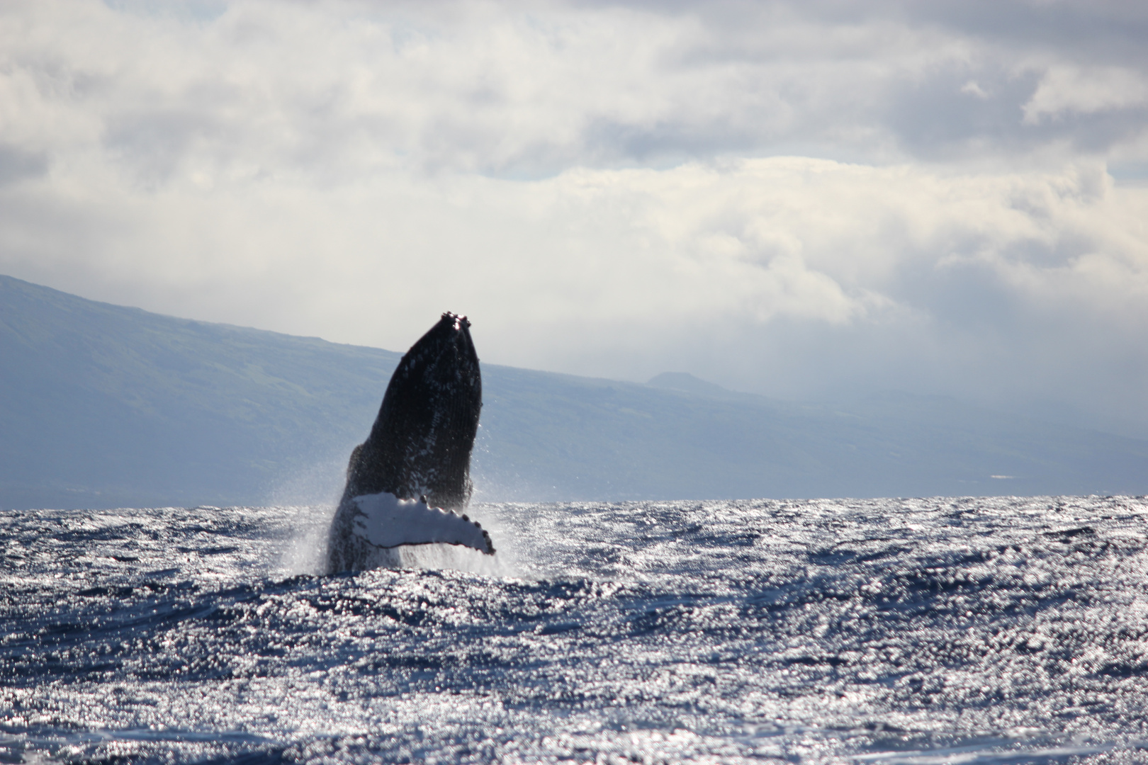 Buckelwal Foto & Bild | tiere, wildlife, säugetiere Bilder auf ...