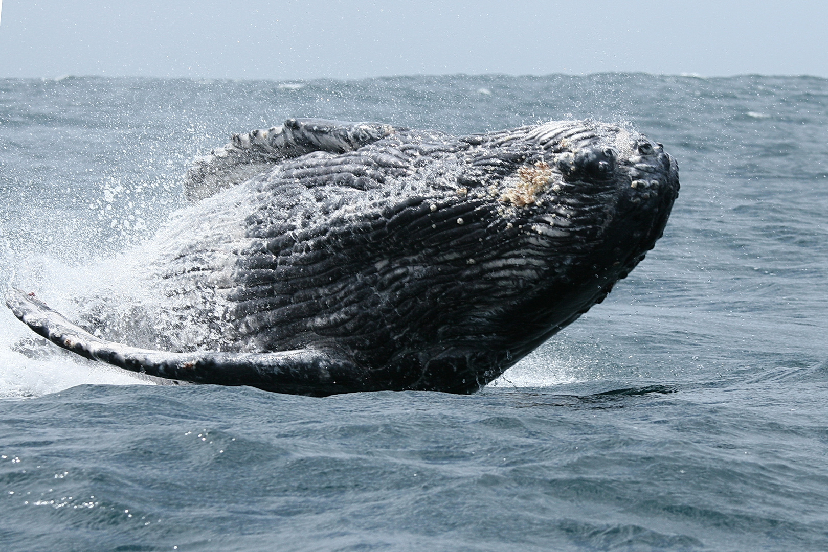 Buckelwal beim (Seiten-)Sprung Foto & Bild | tiere, wildlife, amphibien ...